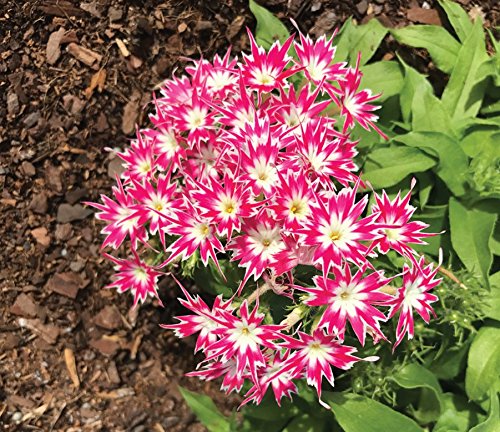 Creative Farmer Flower Seeds : Phlox Star Thinc Mixed Flower Seeds Farm ...