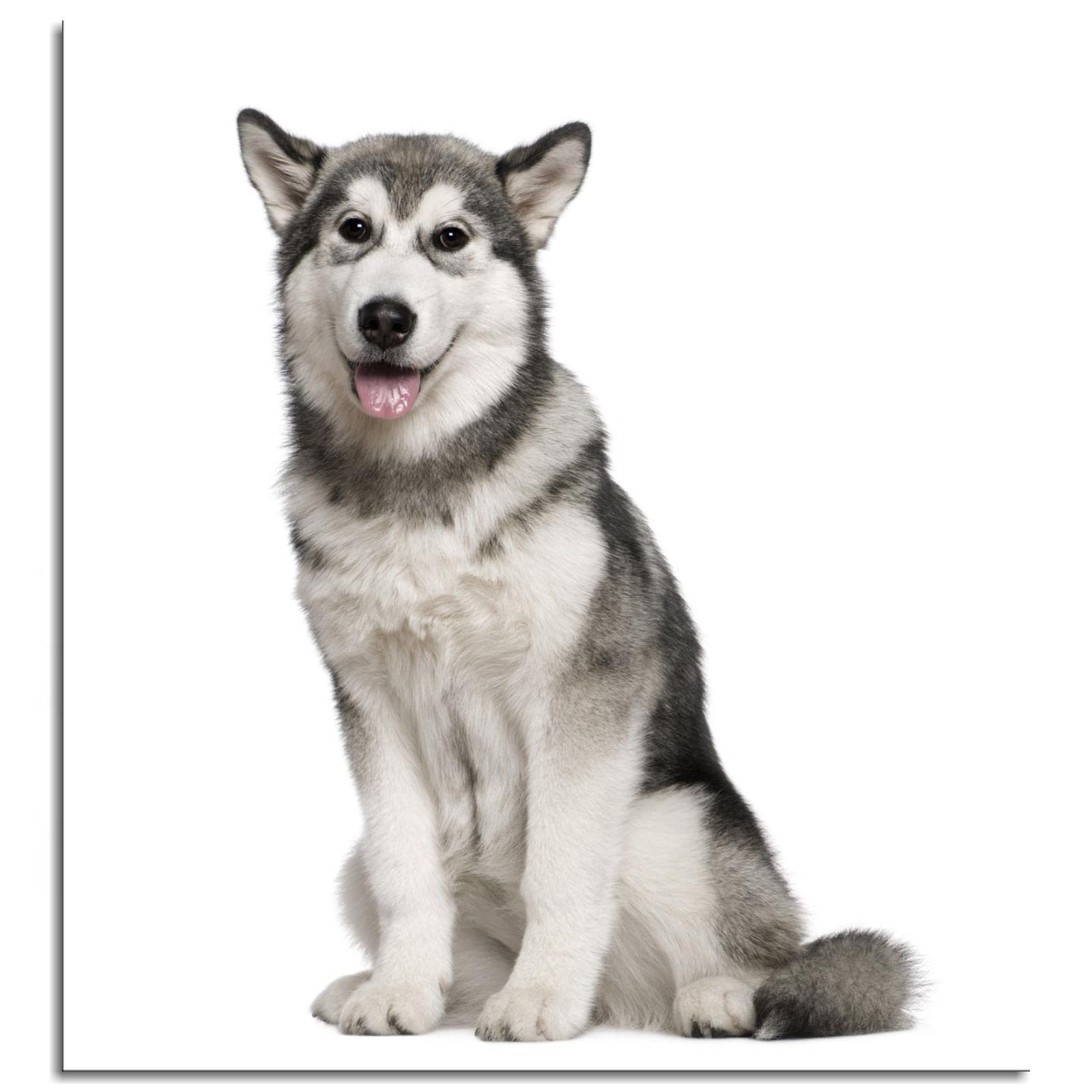 Happy Husky Puppy