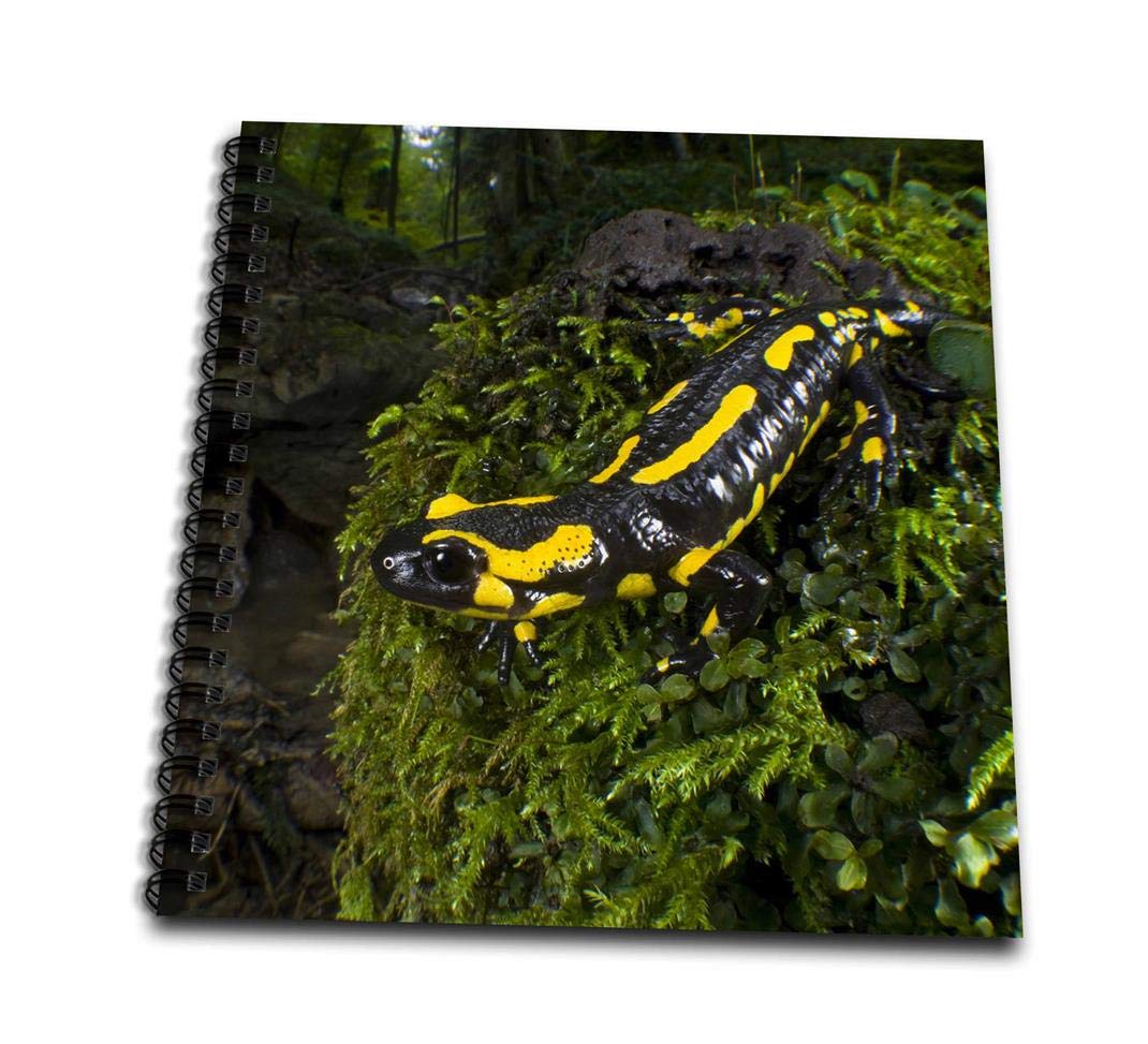 Fire Salamander Drawing