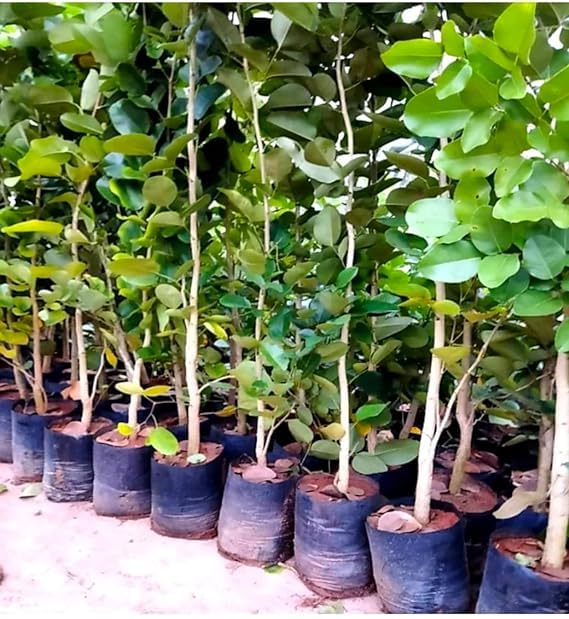 Treeinkle Live Red Chandan Plant/Healthy Red Sandalwood Tree 1-1 ...