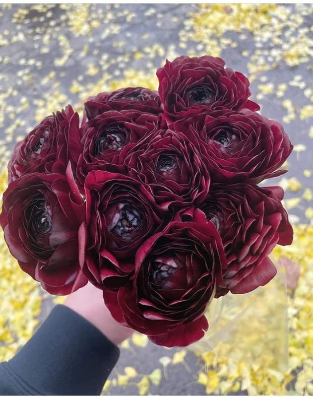Radha Krishna Agriculture® Ranuculus imported Red flower bulbs for home ...