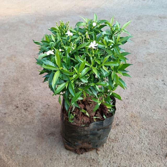 Mphmi Live Plants Chandni Dwarf in 6 Inch Garden Nursery Plant : Amazon ...