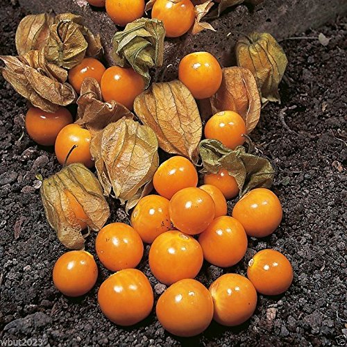 Giant Poha Berry, Cape Gooseberry (Physalis Peruviana) 500 Seeds ...