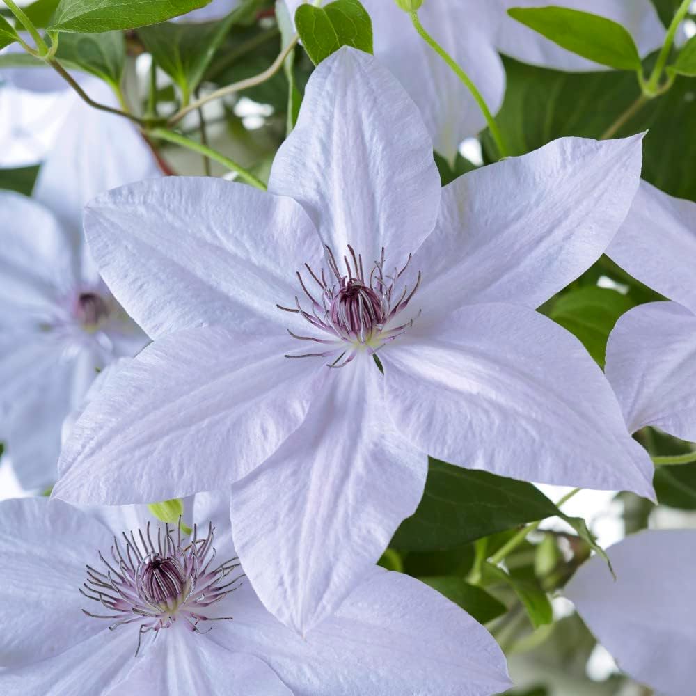 Compact Clematis Bernadine™ Plant evipo061 Old Man's Beard Deciduous ...