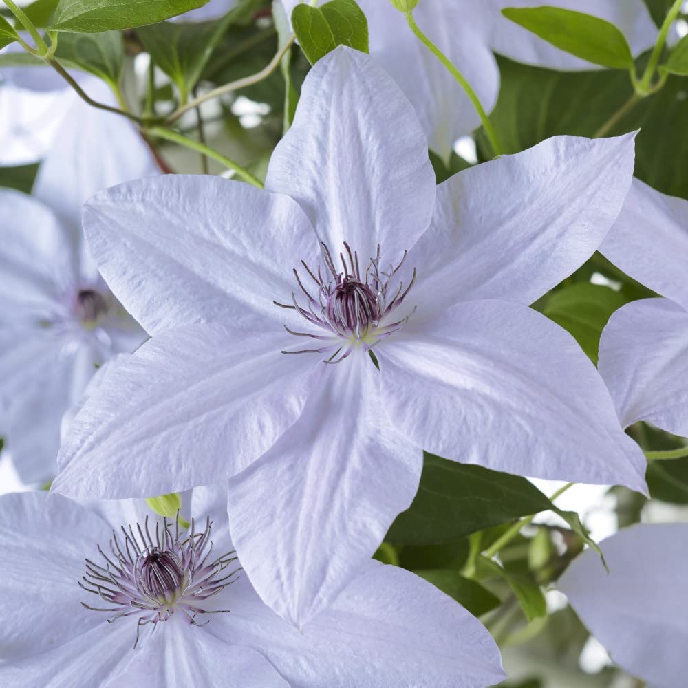 Compact Clematis Bernadine™ Plant evipo061 Old Man's Beard Deciduous ...