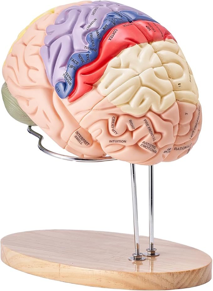 VEVOR Human Brain Model Anatomy, 2X Life-Size 4-Part Human Brain ...