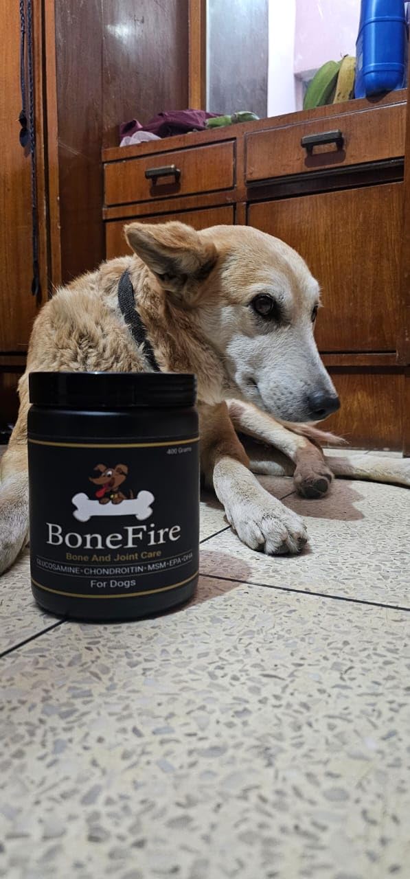 Bonefire Supplement for Dogs | Best Bone, Joints and Ligament Care ...