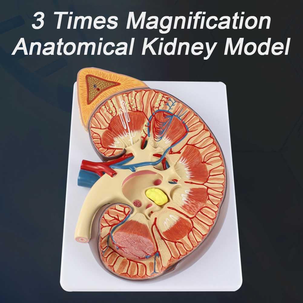 Medmoviecom Normal Kidney Anatomy Normal Surgical Anatomy Of The