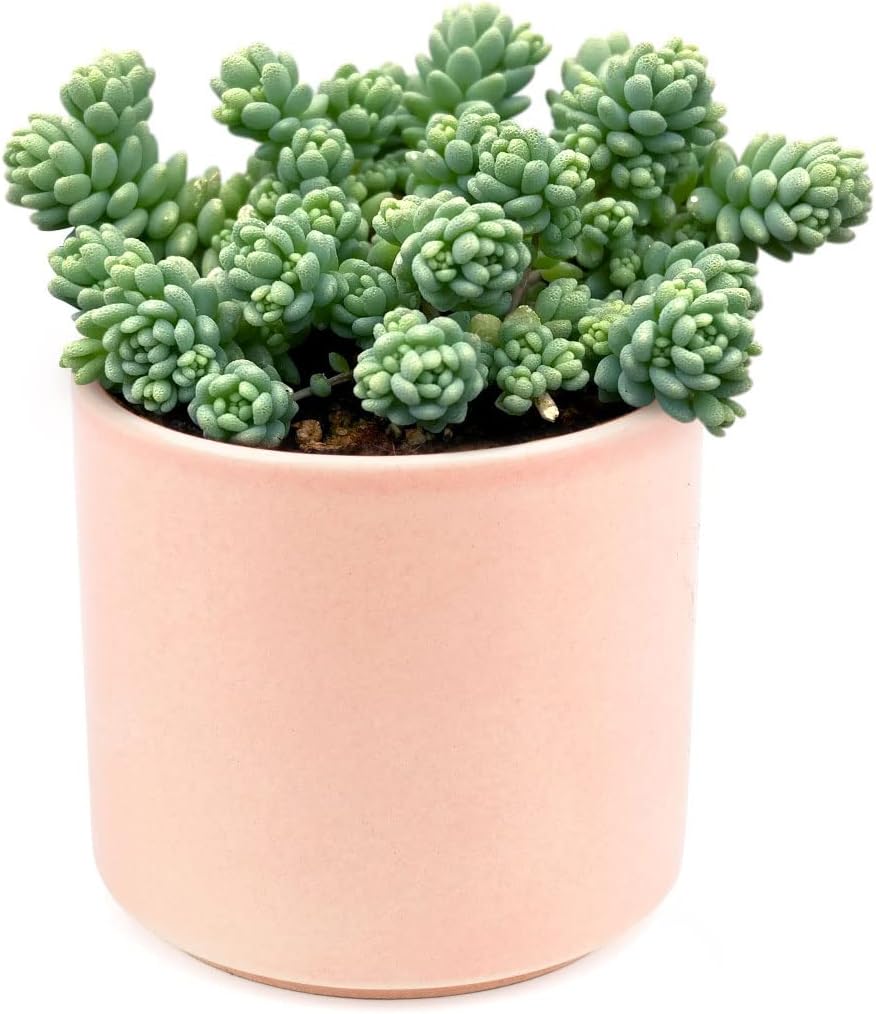 Amazon.com : Sedum Little Missy Variegated Stonecrop - Sedum Major ...