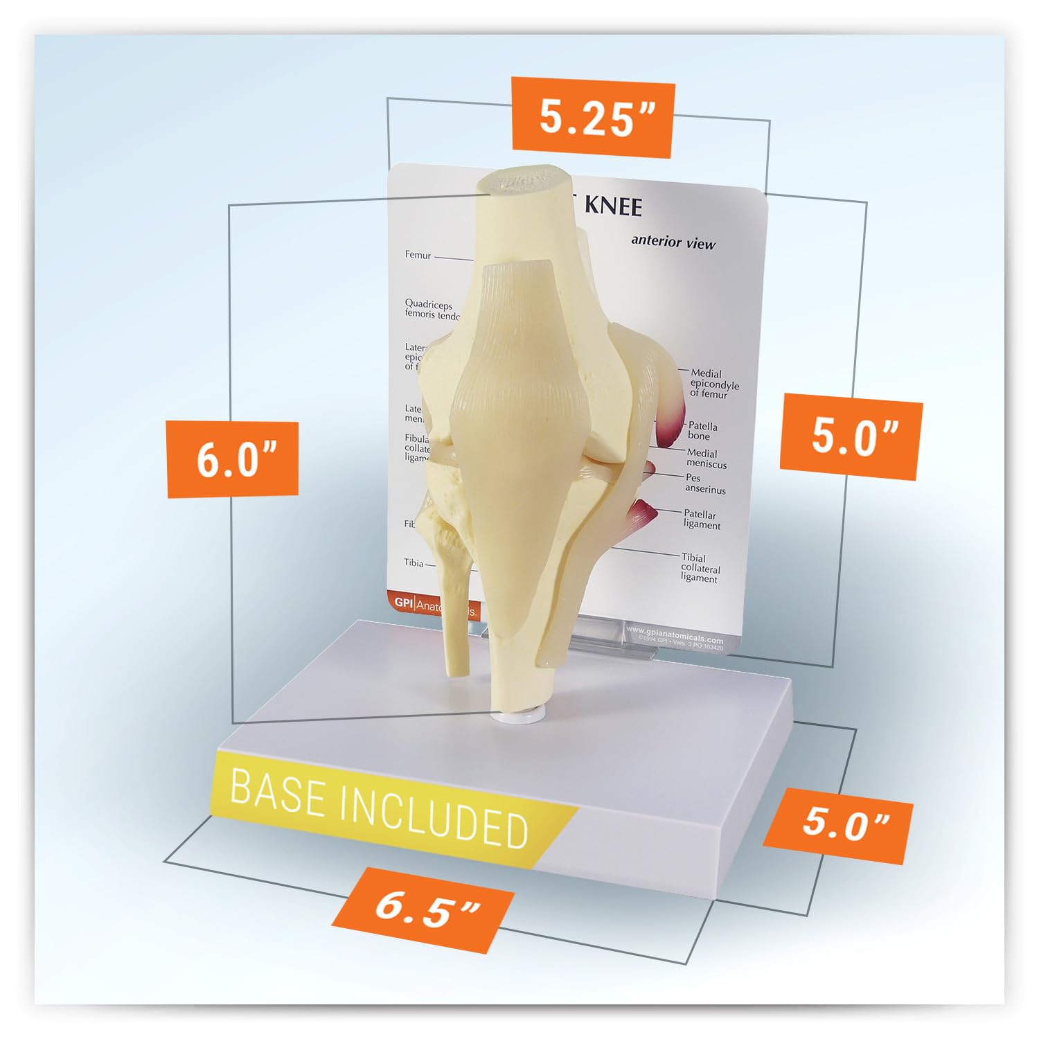 Snapklik.com : Basic Knee Model, Replica Of Right Knee Joint For Human ...