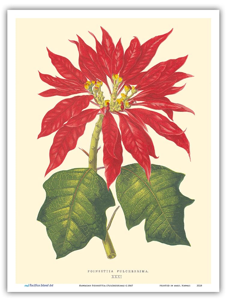 Poinsettia Botanical Drawing