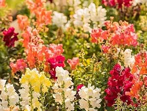 Amazon.com : David's Garden Seeds Flower Snapdragon Sonnet Series Mix ...