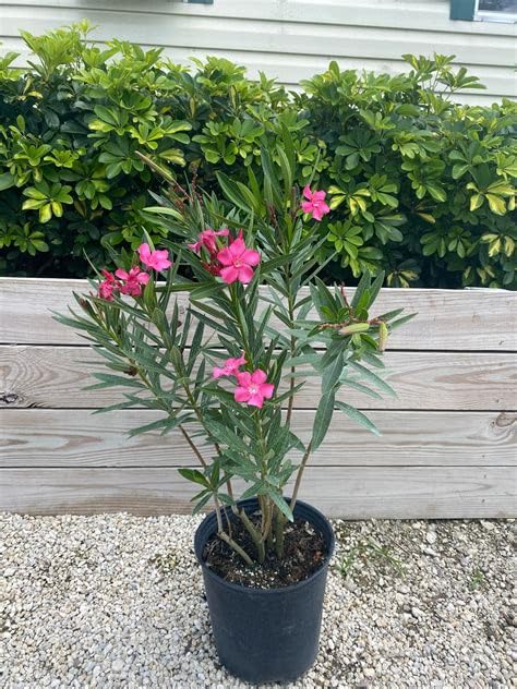 Mphmi NCR Winter Plants Kaner Dwarf, Nerium Oleander (Peach, Dwarf ...