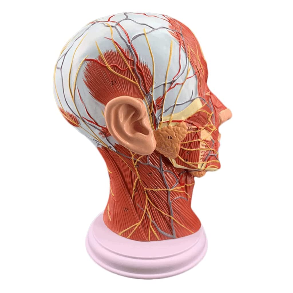 Buy VNABO Organs Model Teaching Brain Model Human Superficial ...