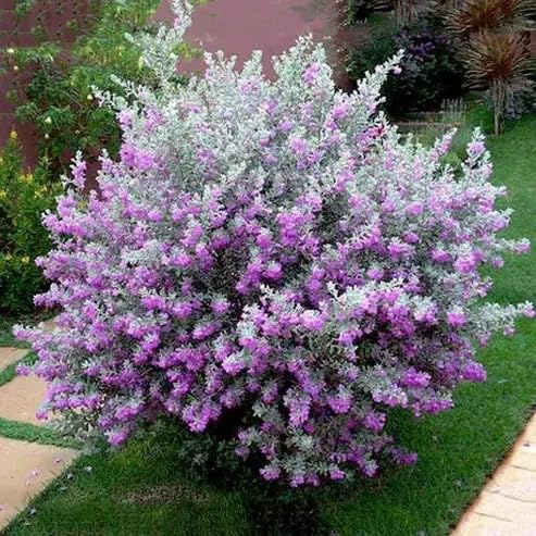 Nikotia Plant | Leucophyllum plant | Texas Sage 10 inch Pink Colour ...