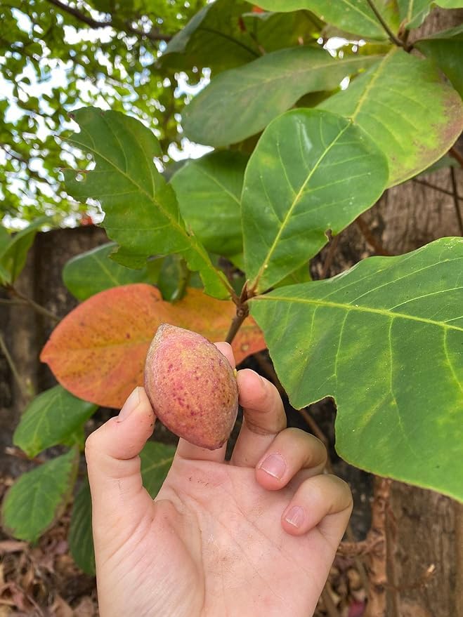 GREEN VOLCANO Almond Fruit Plant Nut Prunus Amygdalus Indian Nut Mendel ...