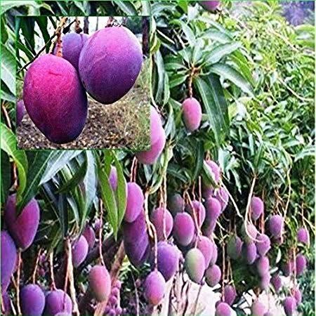 Amazing Store Alphonso Mango Plant (ratnagiri) Grafted 1 Healthy Live ...