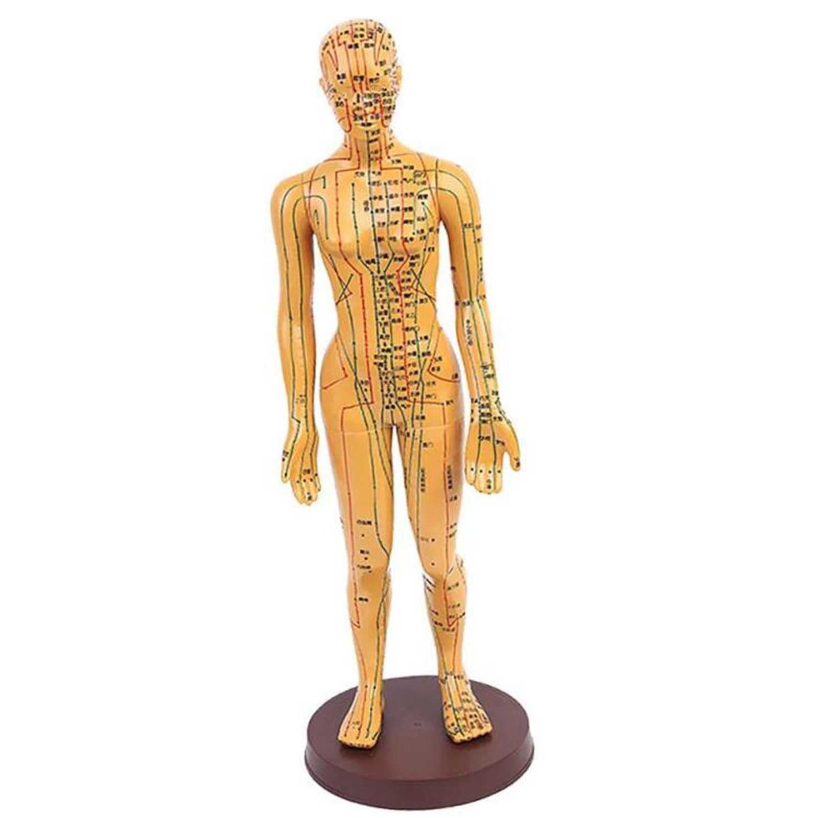 Gitdot Acupuncture Model Body Acupuncture Model Rigid Pvc Female Male ...