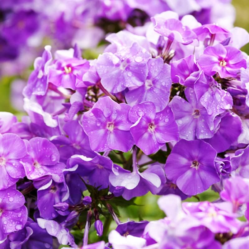 Amazon.com : Purple Flame Tall Phlox Flower Root - Scented - Perennial ...