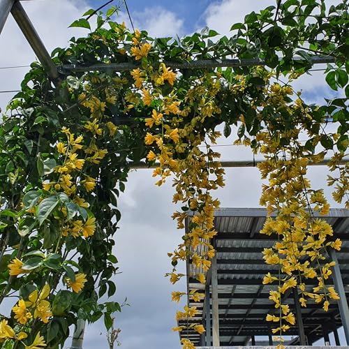 WYNORG Manimulla Jasmine Creeper Plant – Fragrant Flowering Vine for ...