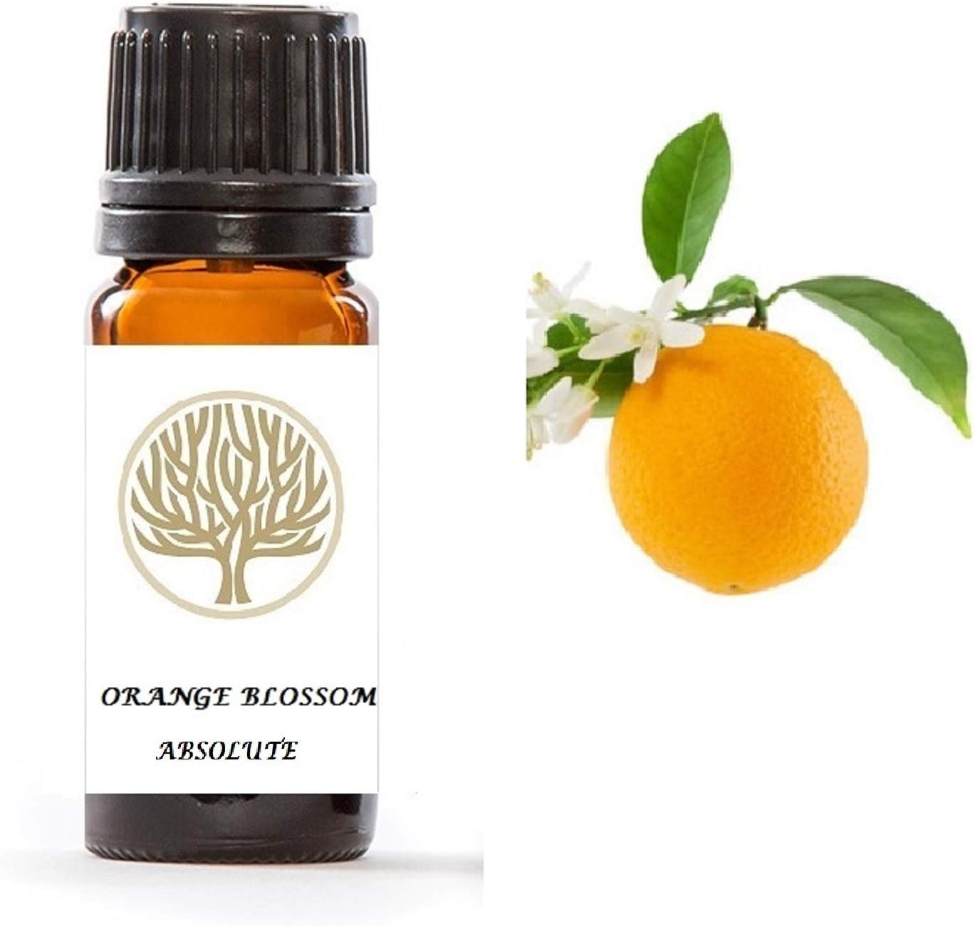 Therapeutic Grade 100% Pure Orange Blossom Absolute Oil (5ml) : Amazon ...
