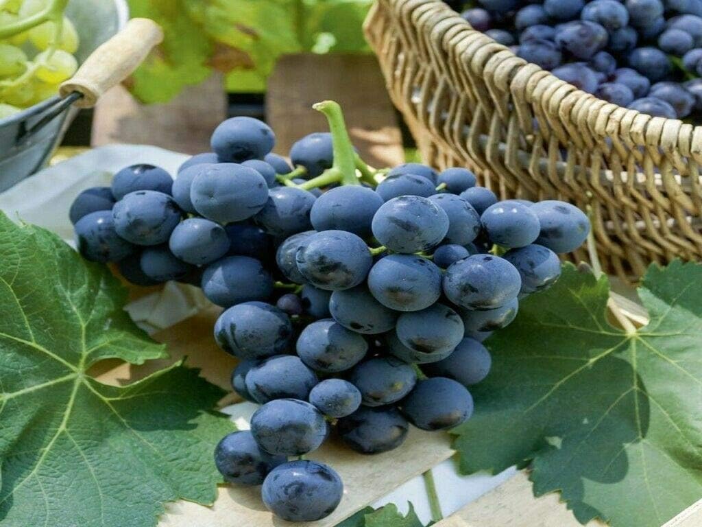 Pianta DI VITE uva vigna da tavola ALPHONSE LAVALLEÉ IN VASO 16 FOTO ...
