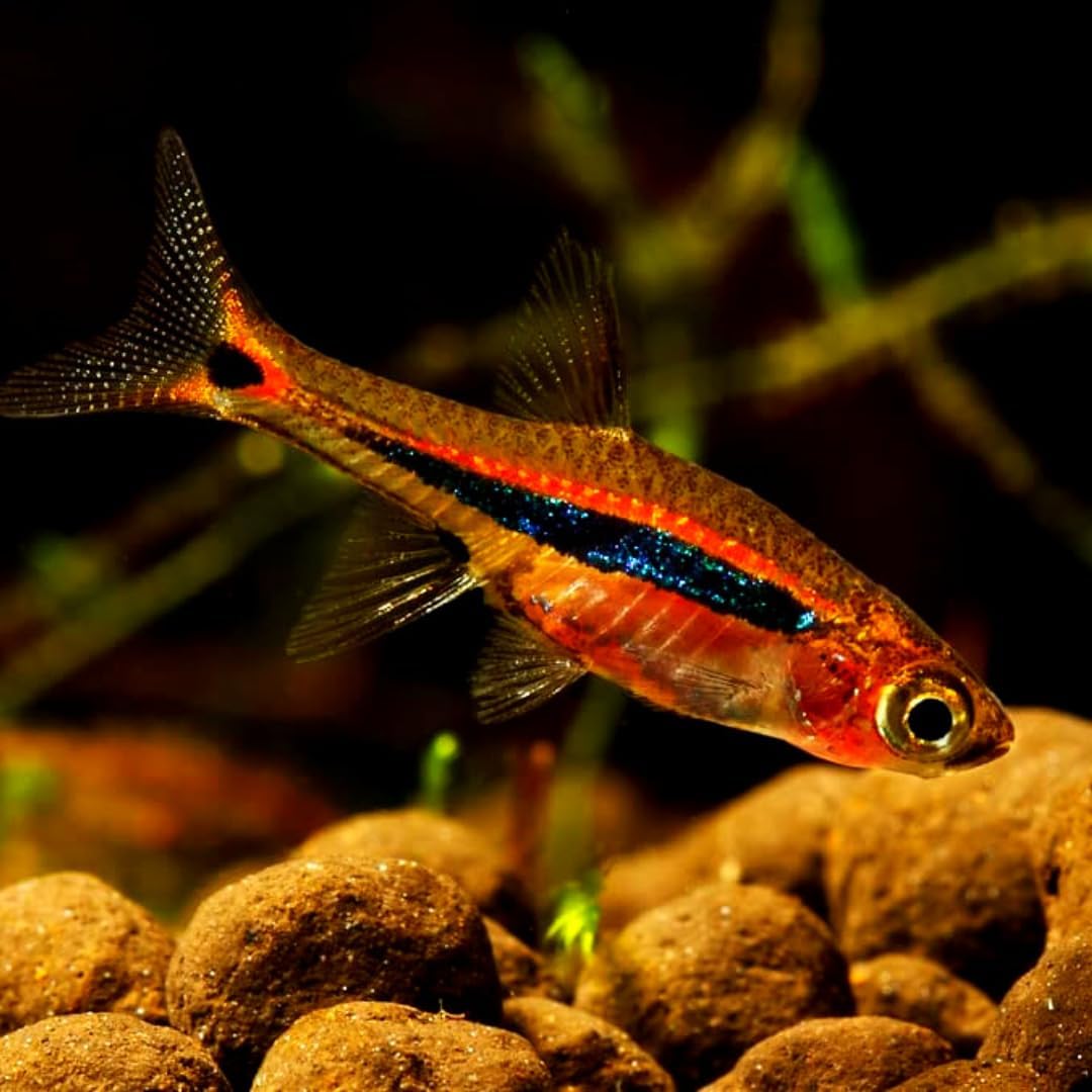 Amazon.com : Exclamation Point Rasbora Live Fish - Pack of 10 Fish ...