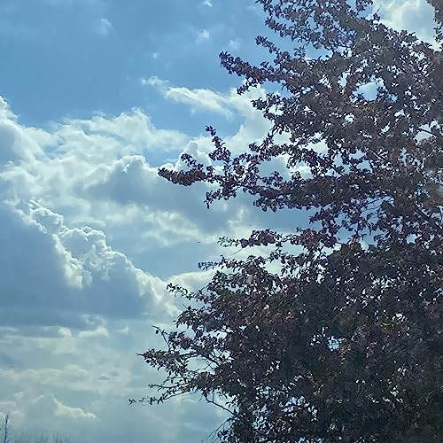 Écouter m&ms par dupree morrison sur Amazon Music Unlimited