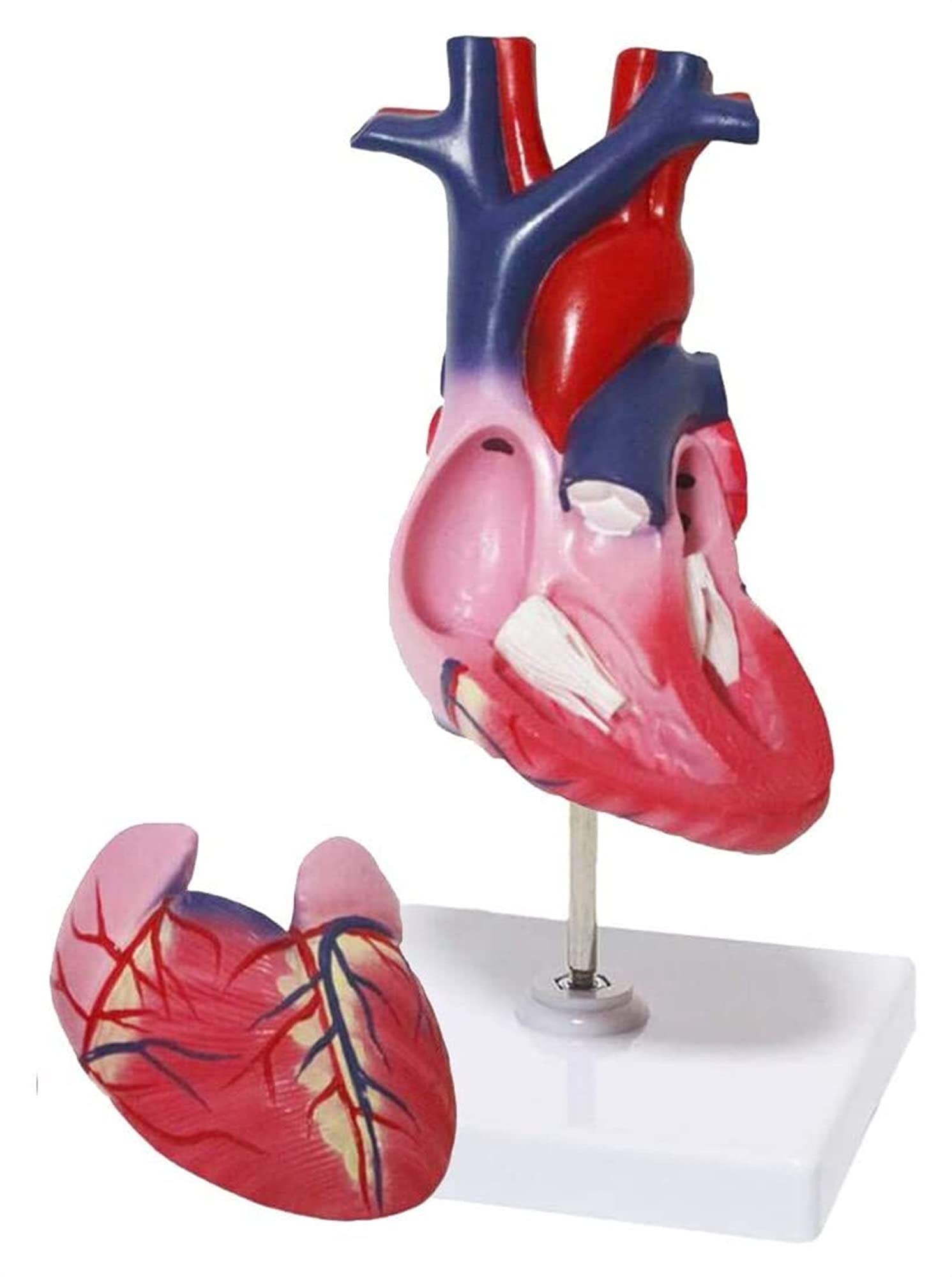 Anatomy Heart Model Life Size Human Heart Model Elementary Anatomy ...