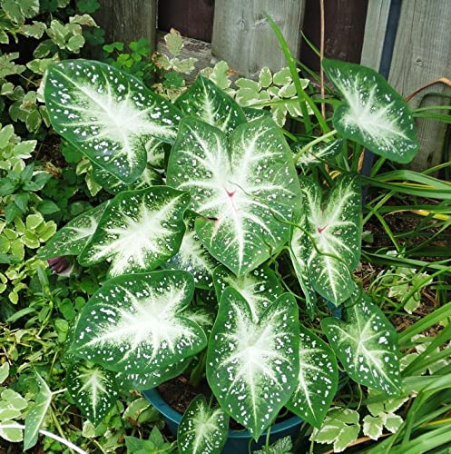 Ritz Farming Flowers Bulbs Caladium Debutante Leafy Plant Hybrid Bulbs ...