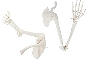 Amazon.com: Skeleton Models Anatomical Arm Model,Human Arm,Life Size ...