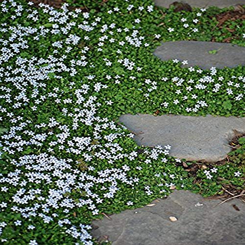 Isotoma plant - How to grow & care