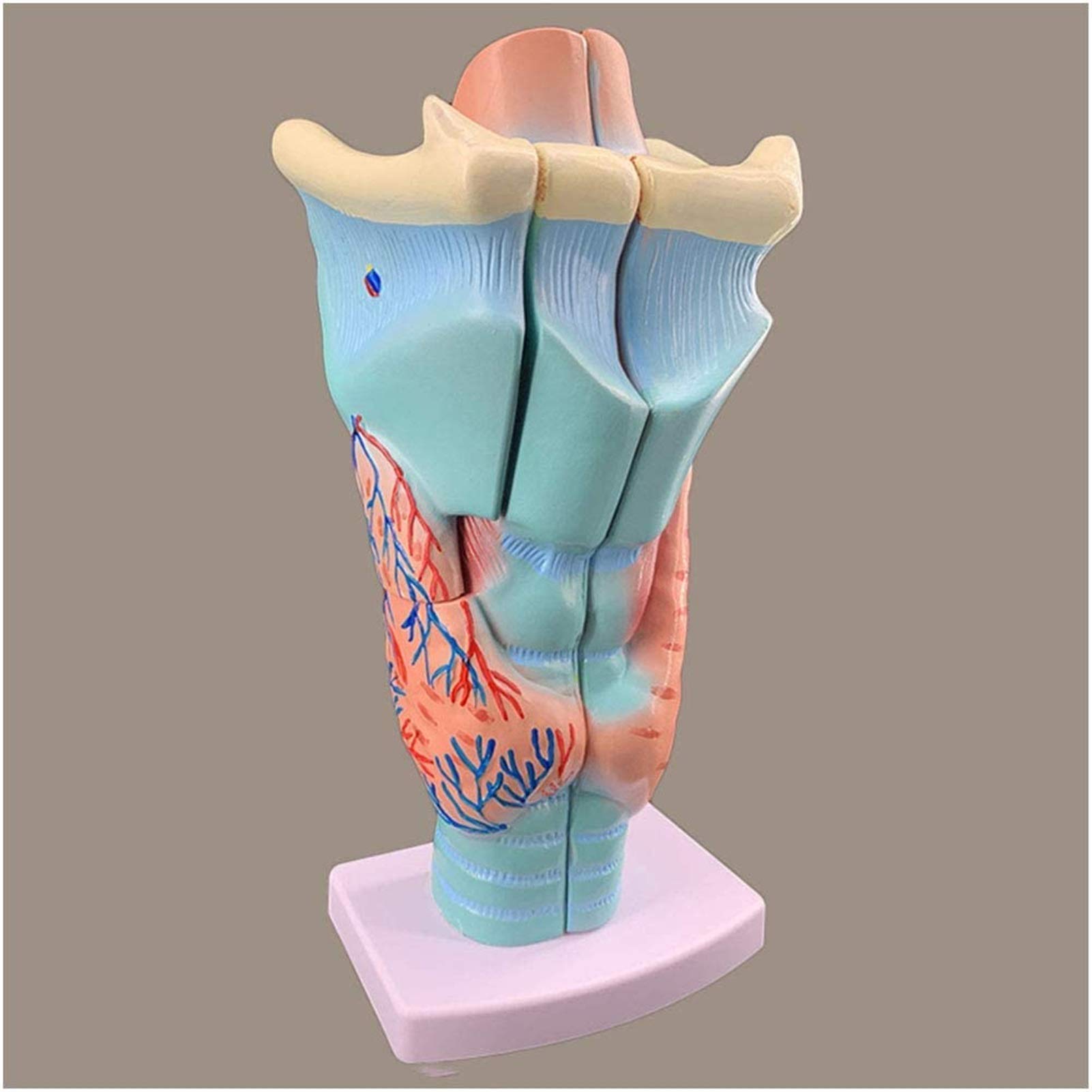 Buy PROFESSIOONAL Study Model Human Throat Model - 2X Magnification ...