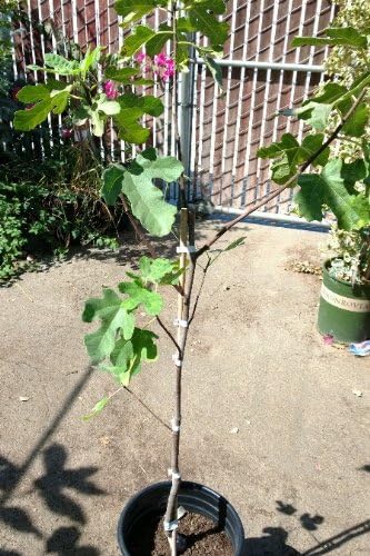 Amazon.com : Janice SeedLess Fig Tree in Soil, Five Gallon Container ...