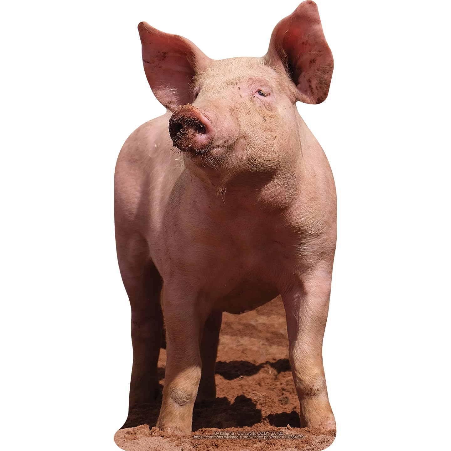 Realistic Pig Cutout Cute Easter Egg Holder Pig Template. Retail Paper