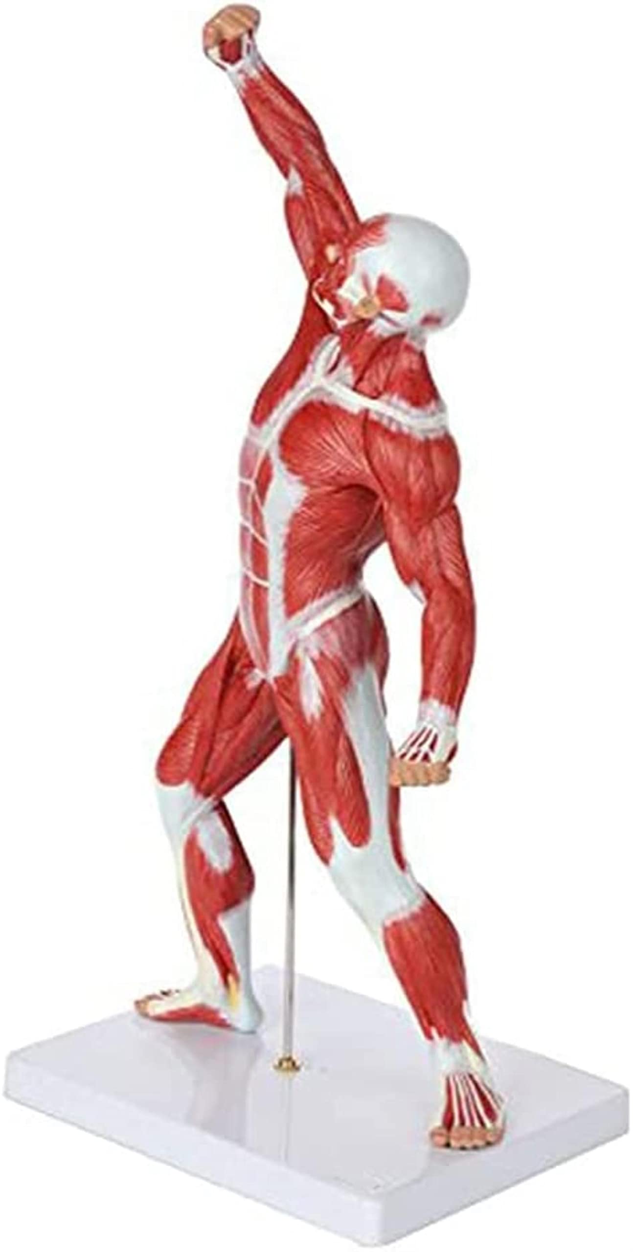 Red Muscle Men Figures