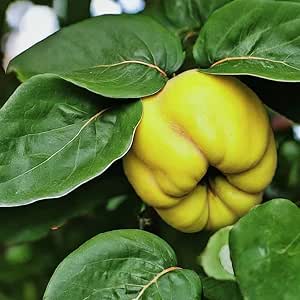 Amazon.com : Generic Live Plant Hardy Large Fruits Provence Quince Tree ...