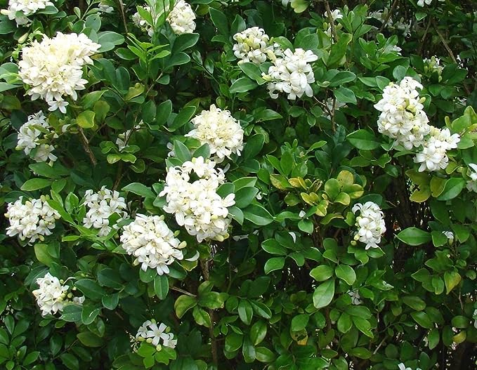 Growing Plants Original Live Murraya paniculata/Kamini/Kunti/Manokamini ...