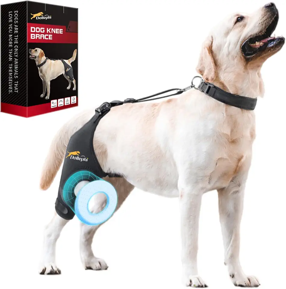 Hip Dislocation In Dogs: Can It Heal On Its Own? | PetShun