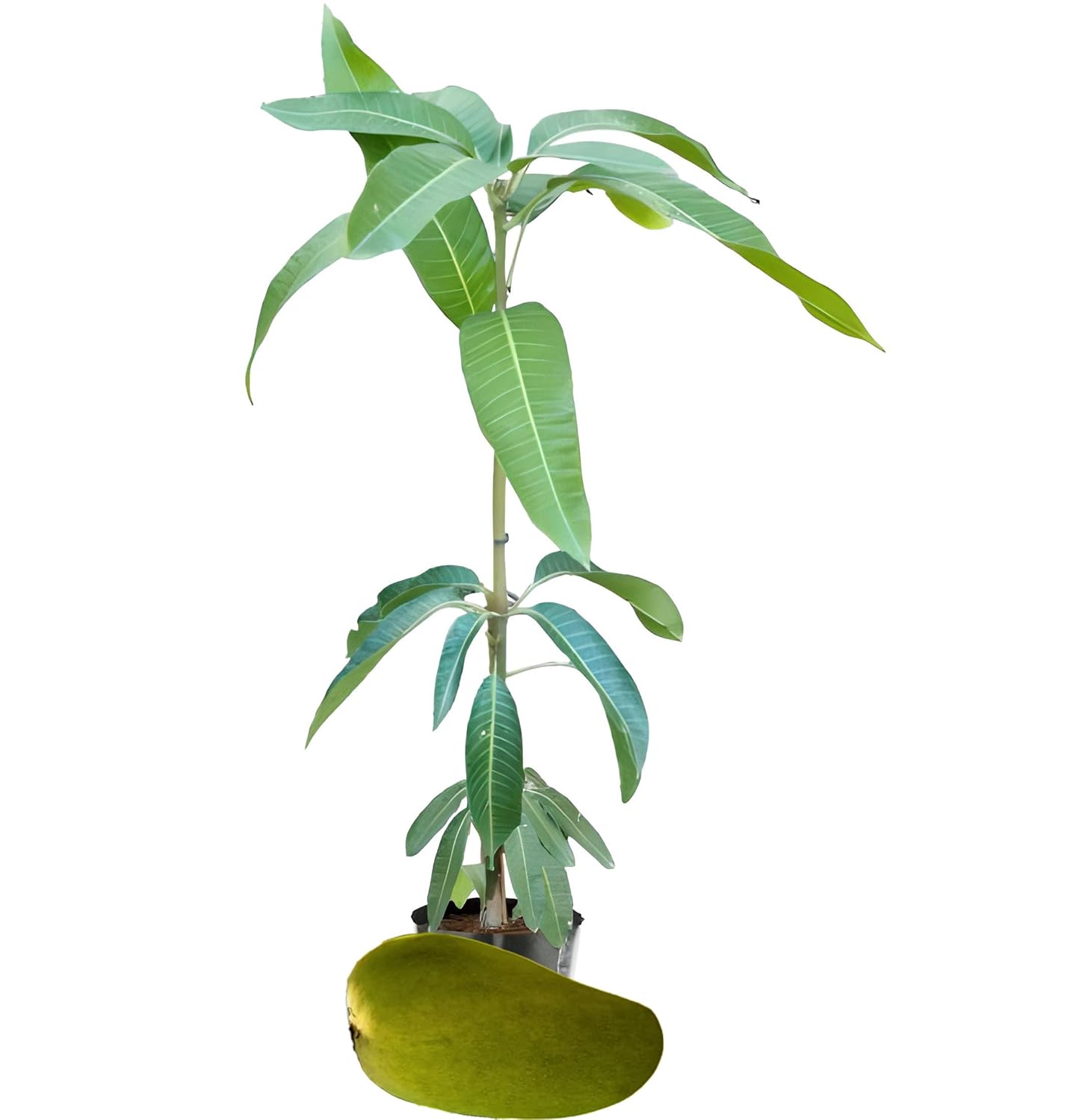 IXORA Nurjahan Noor Jahan Variety Grafted Mango Aam Fruit Live Plant ...