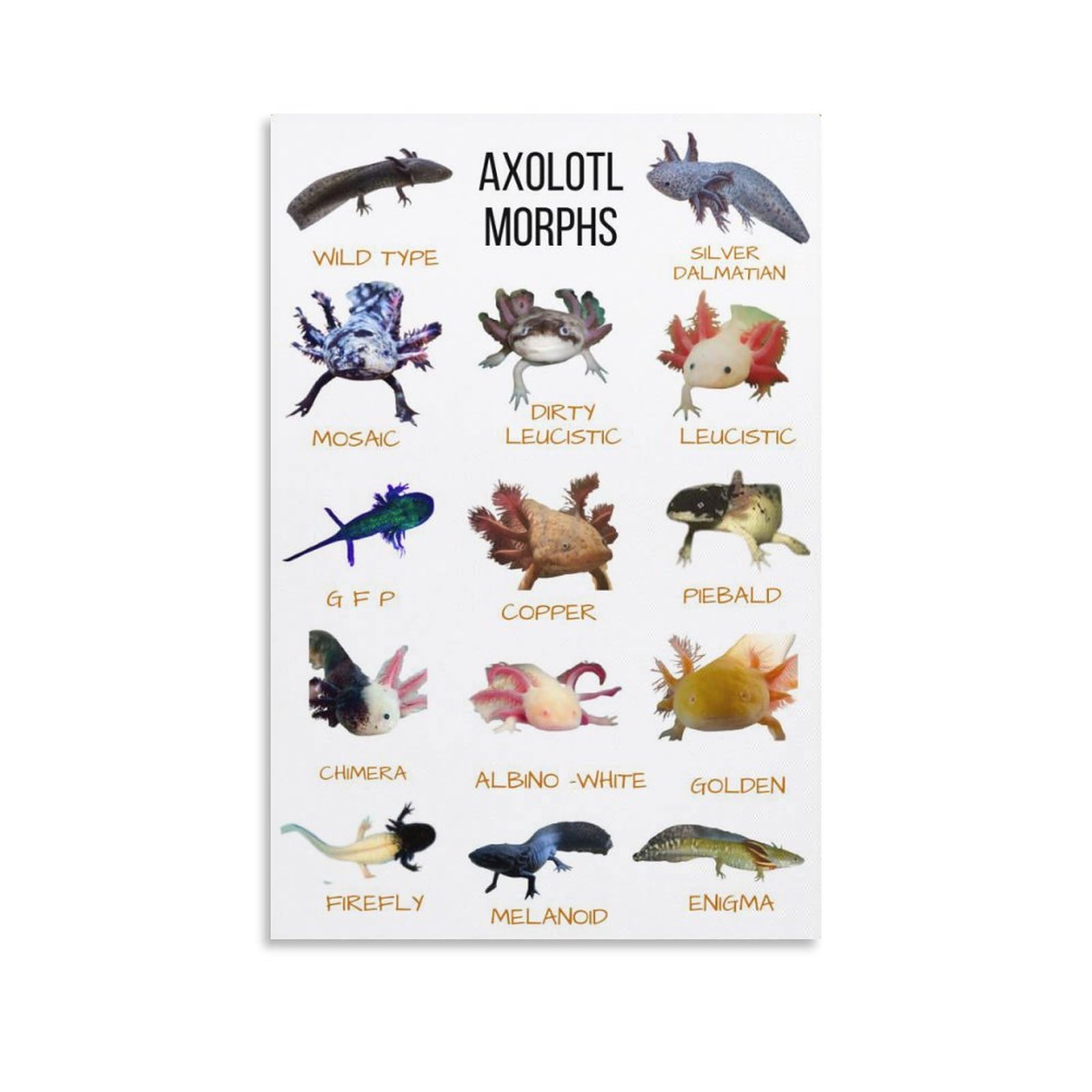 Variation In Animals