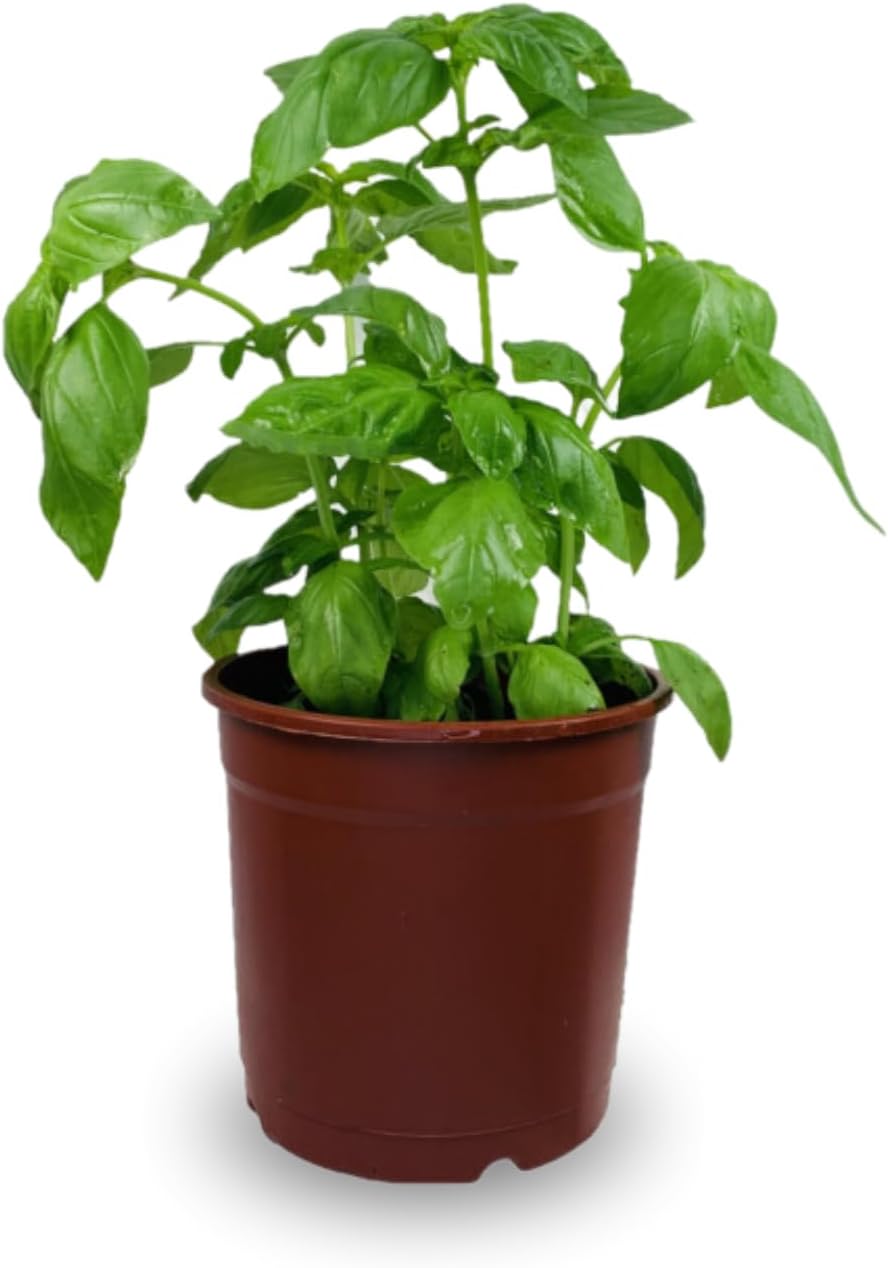 Amazon.com : 4 Sweet Basil Plants Live, Basil Live Plant, 3 to 5 Inc ...