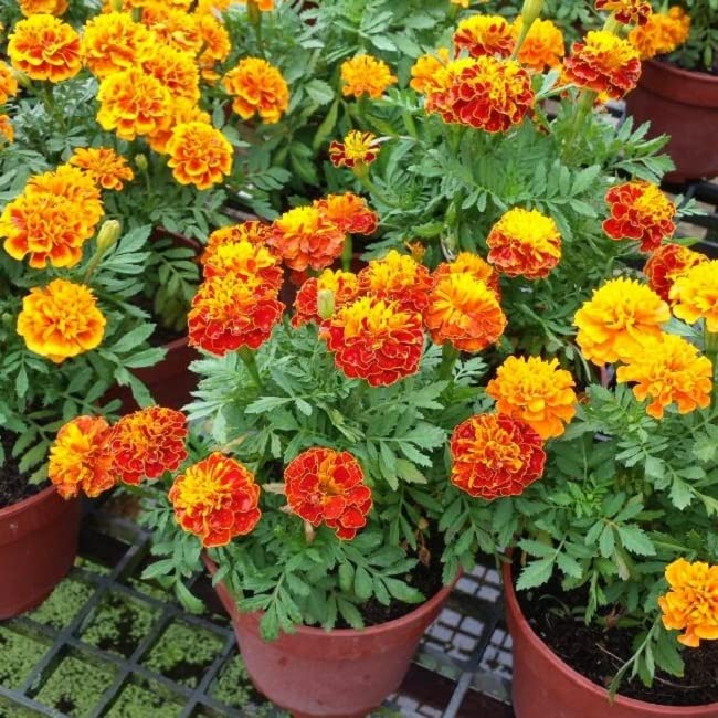DIOART™CFR-Marigold French (Genda Fool) Flower Seeds Pack Of 50 Hybrid ...