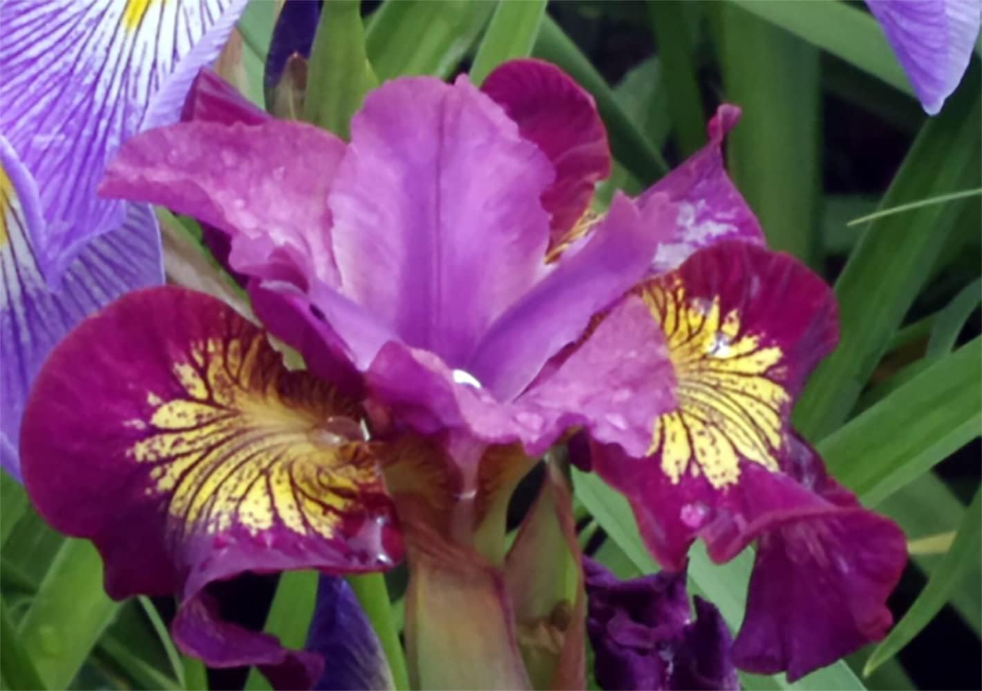 Re-Blooming – Bombilla de iris barbudo, colores surtidos, rizoma, raíz ...