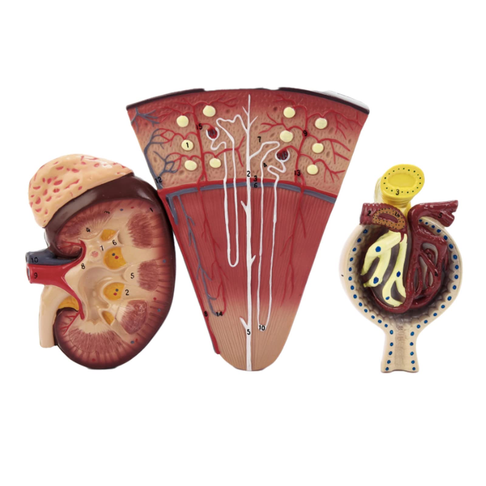 Buy Life Size 3 Pcs Kidney and Urinary System Model Adrenal Gland ...