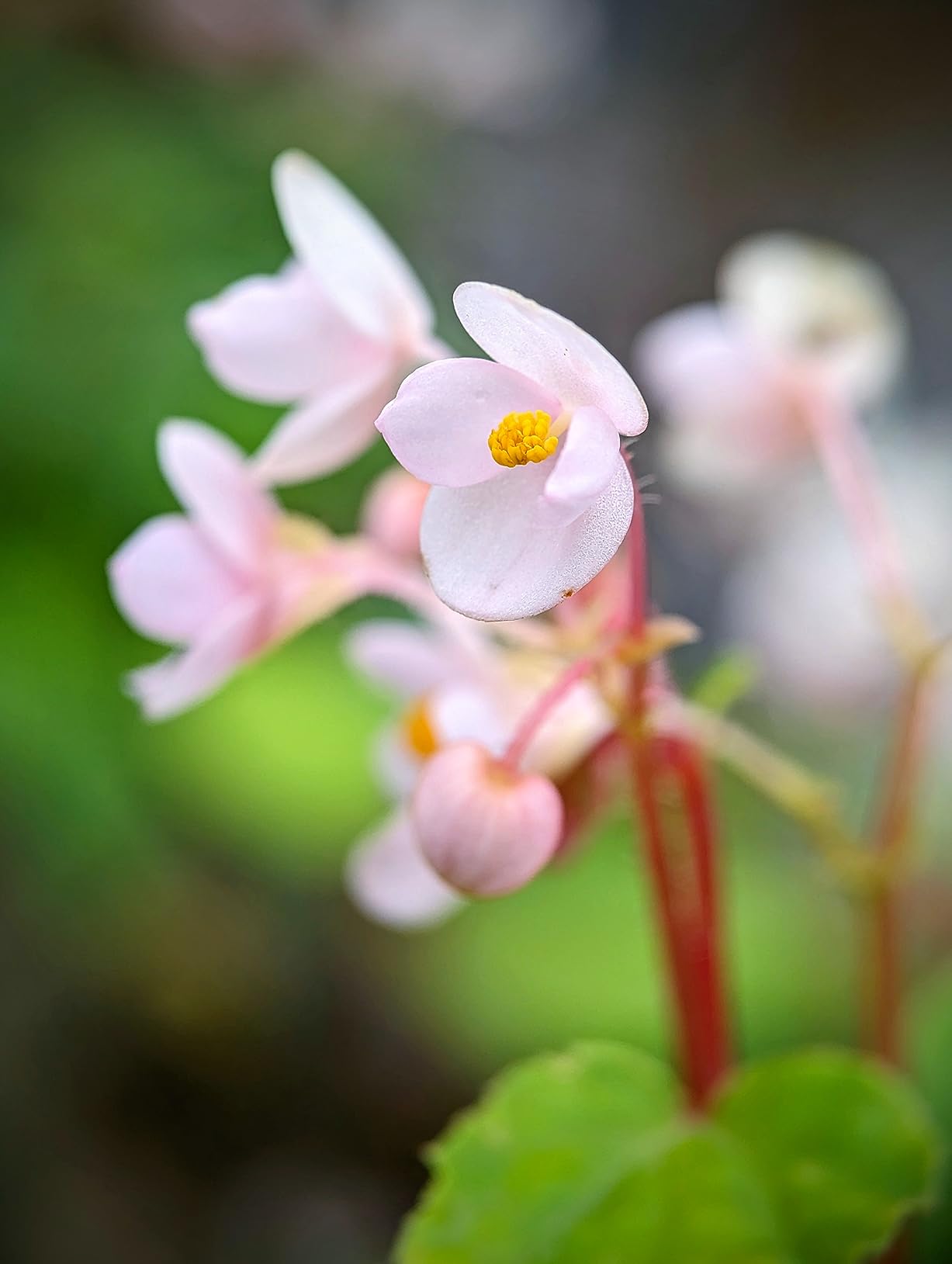 google Pixel 7 Pro (Hazel, 128 GB) (12 GB RAM) : Amazon.in: Electronics