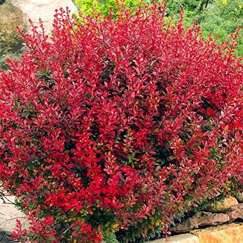 Berberis thunbergii 'Harlequin' Japanese Barberry Deciduous Shrub | 9cm ...