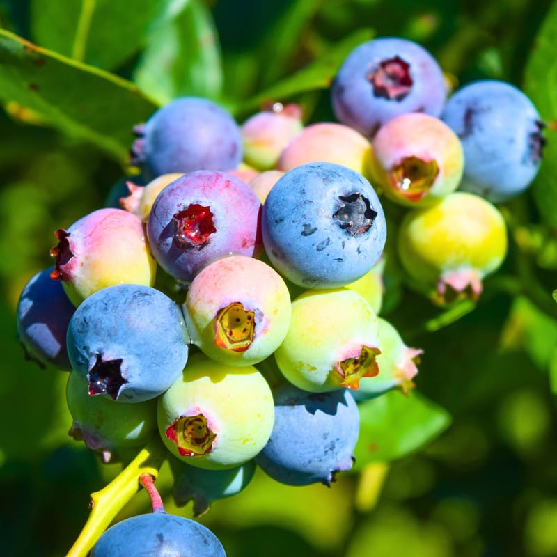 2 Blueberry Plants Blueberry Tree Live Plant Blueberry Shrub 1 ...