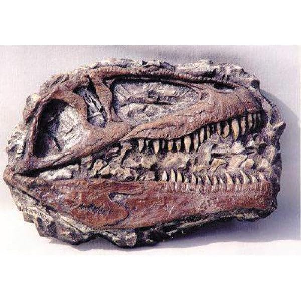 Giganotosaurus Dinosaur Skull Model Relief Profile - 8" Plaque or Wall ...