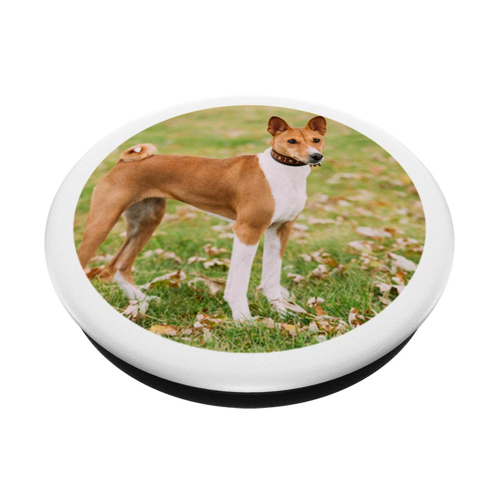 Basenji Girl Or Boy Who Will You Choose